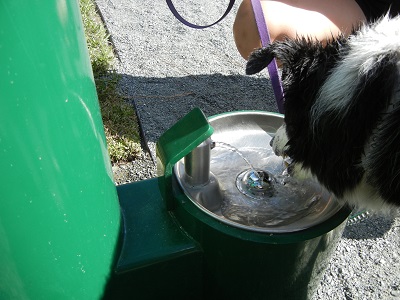 Walt Disney World Kennel